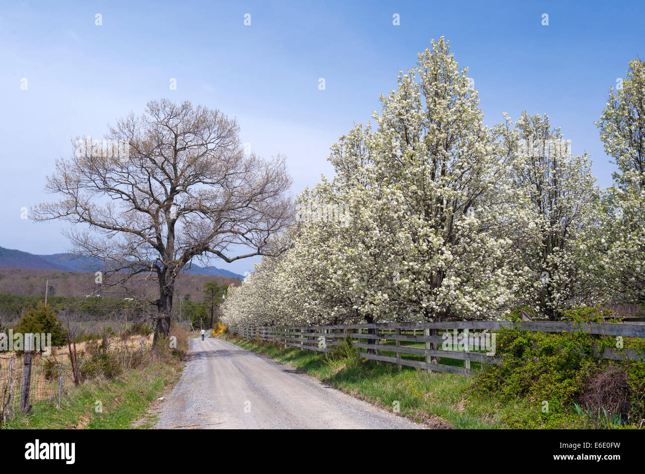 Picturesque country lane in springtime, Shenandoah Valley, Virginia ...