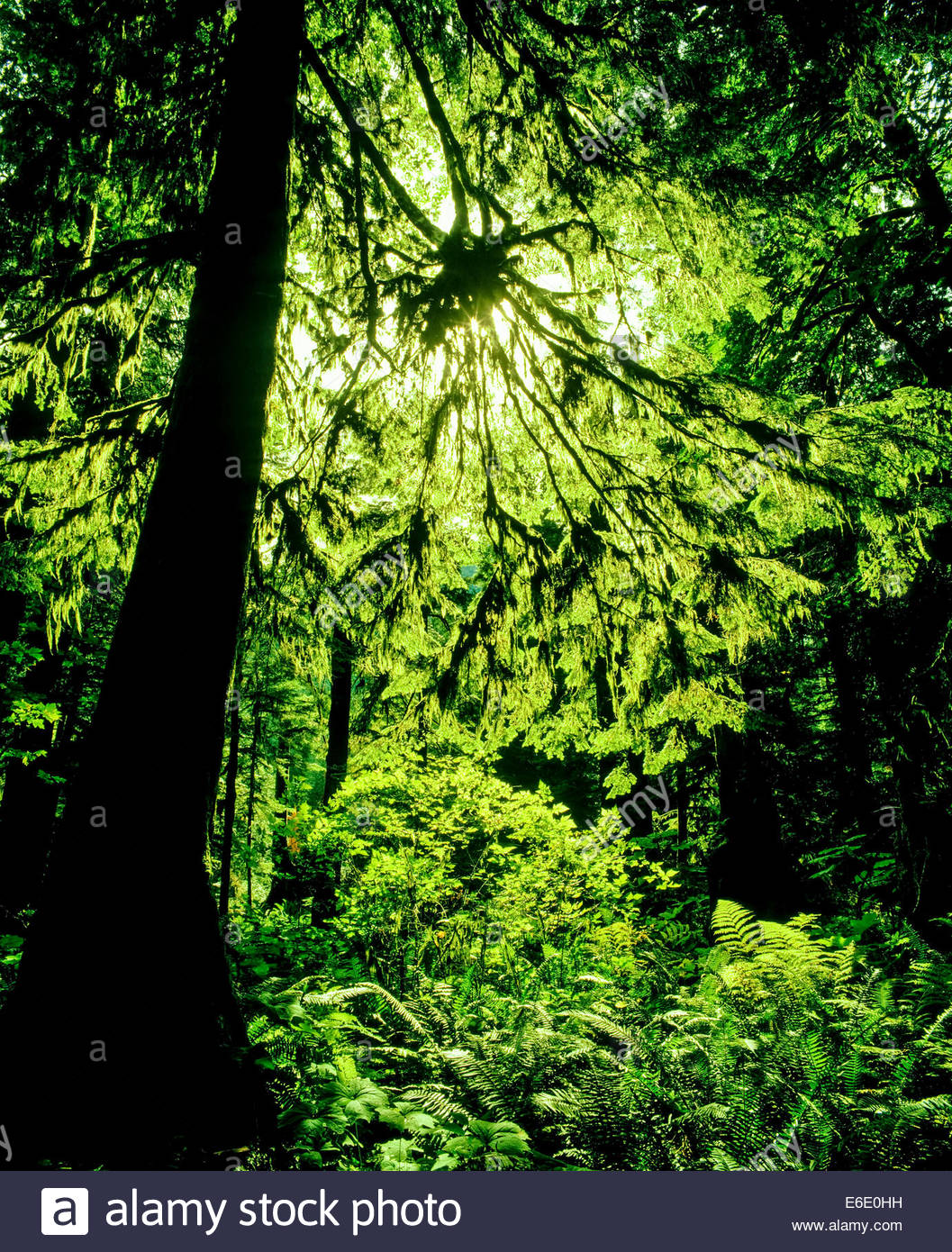 Temperate Rainforest Vancouver Island High Resolution Stock Photography ...
