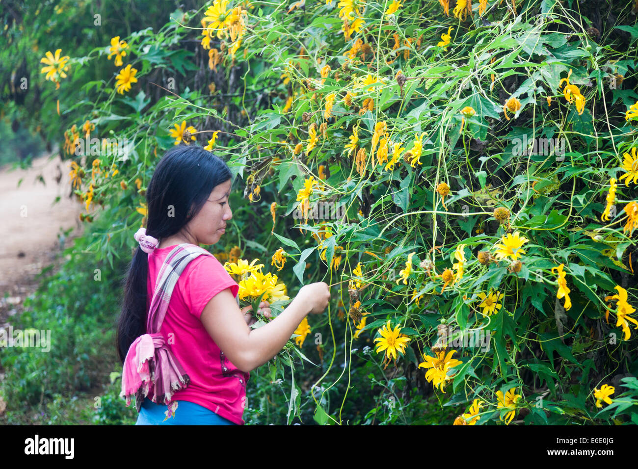 Attractive colorfully dressed Lahu villager picking yellow flowers in ...