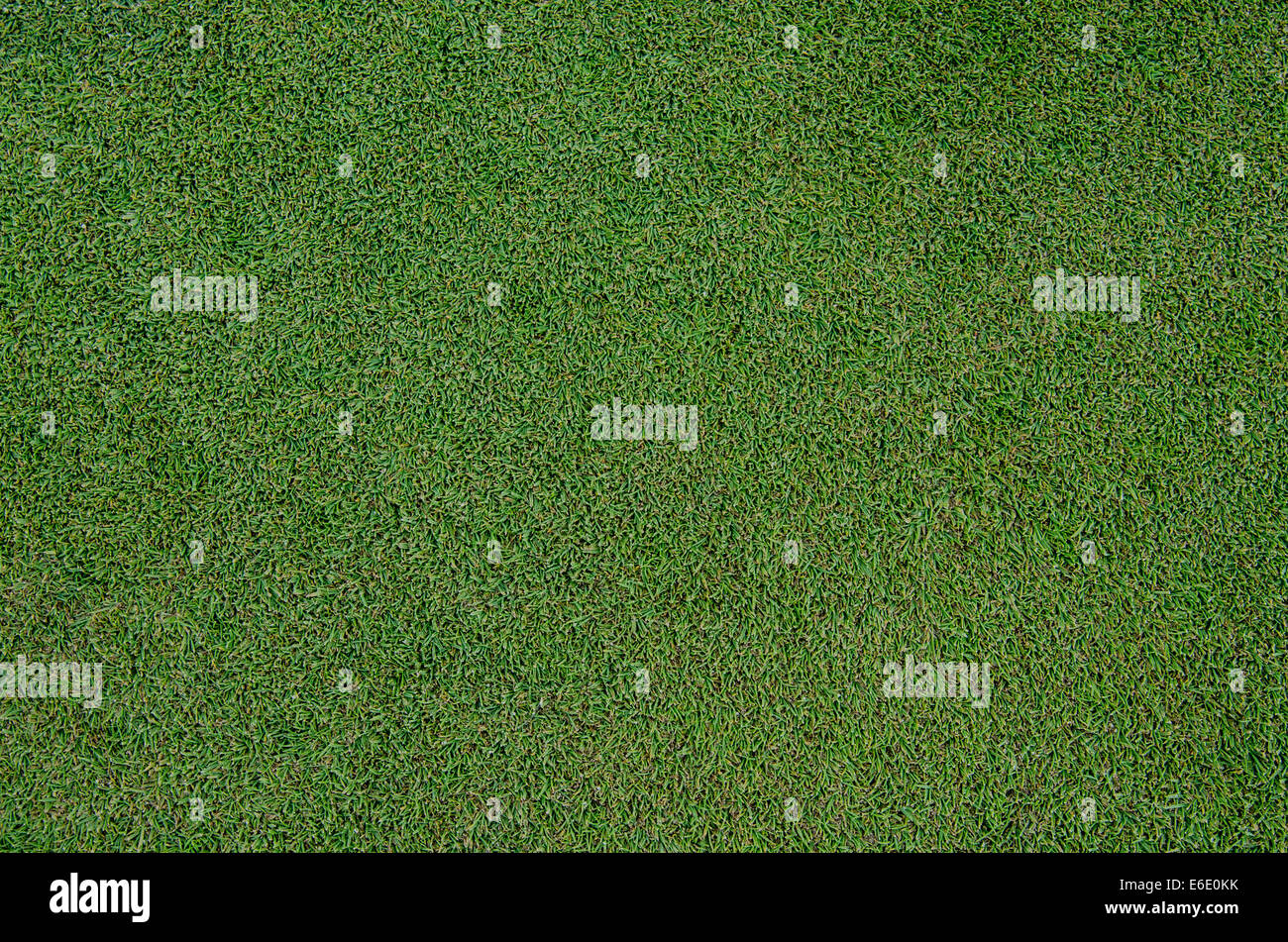 A background image of golf fringe grass Stock Photo - Alamy