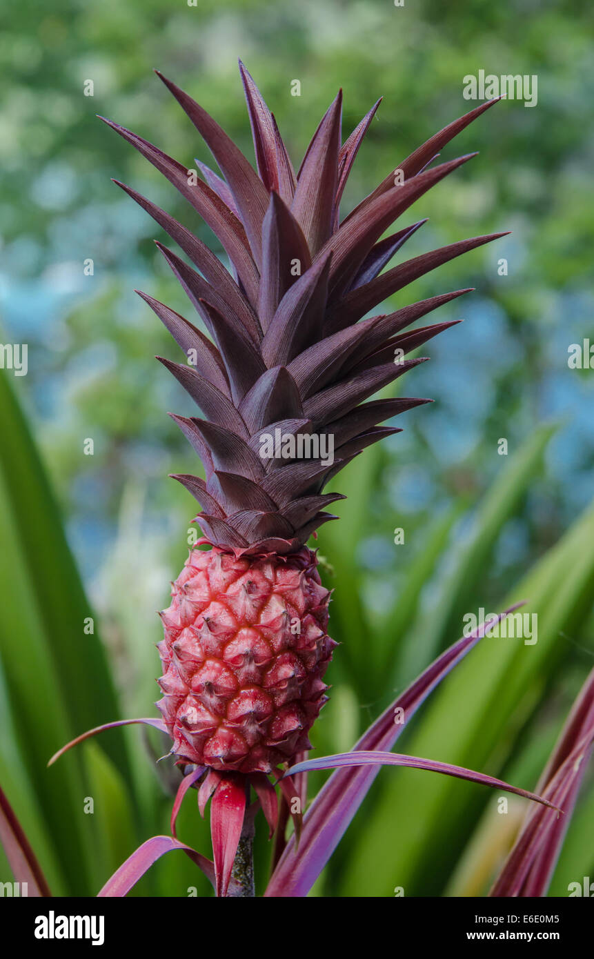 A small red decorative pineapple grows in tropical landscaping Stock ...