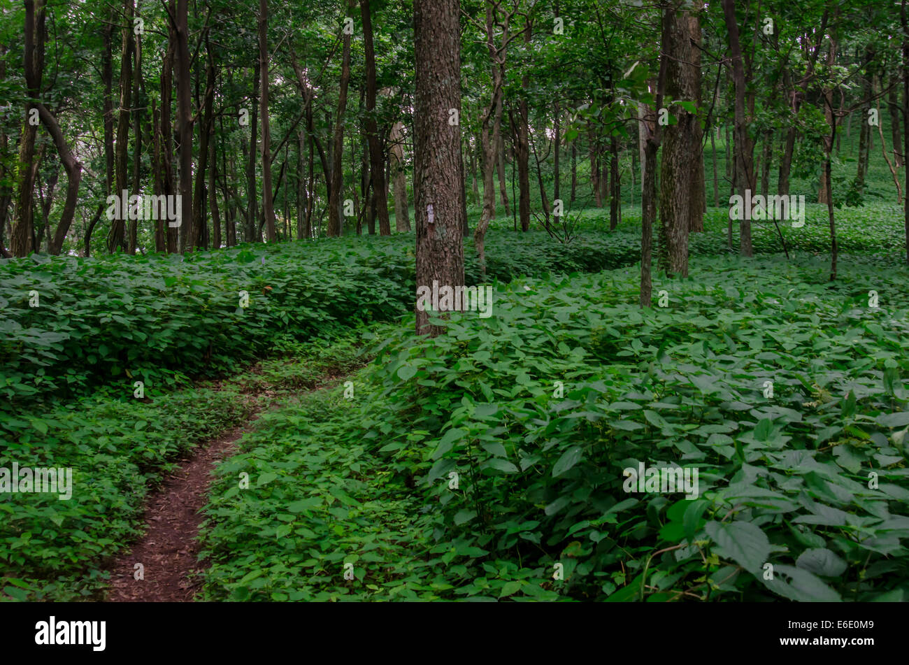 The Appalachian Trail winds through thick foliage in summer Stock Photo ...