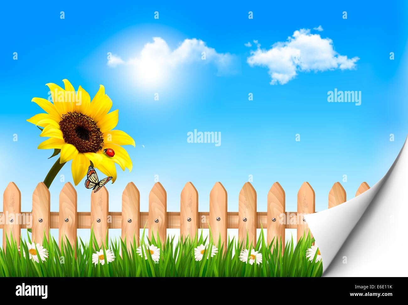 Summer nature background with sunflower and wooden fence Stock Photo ...