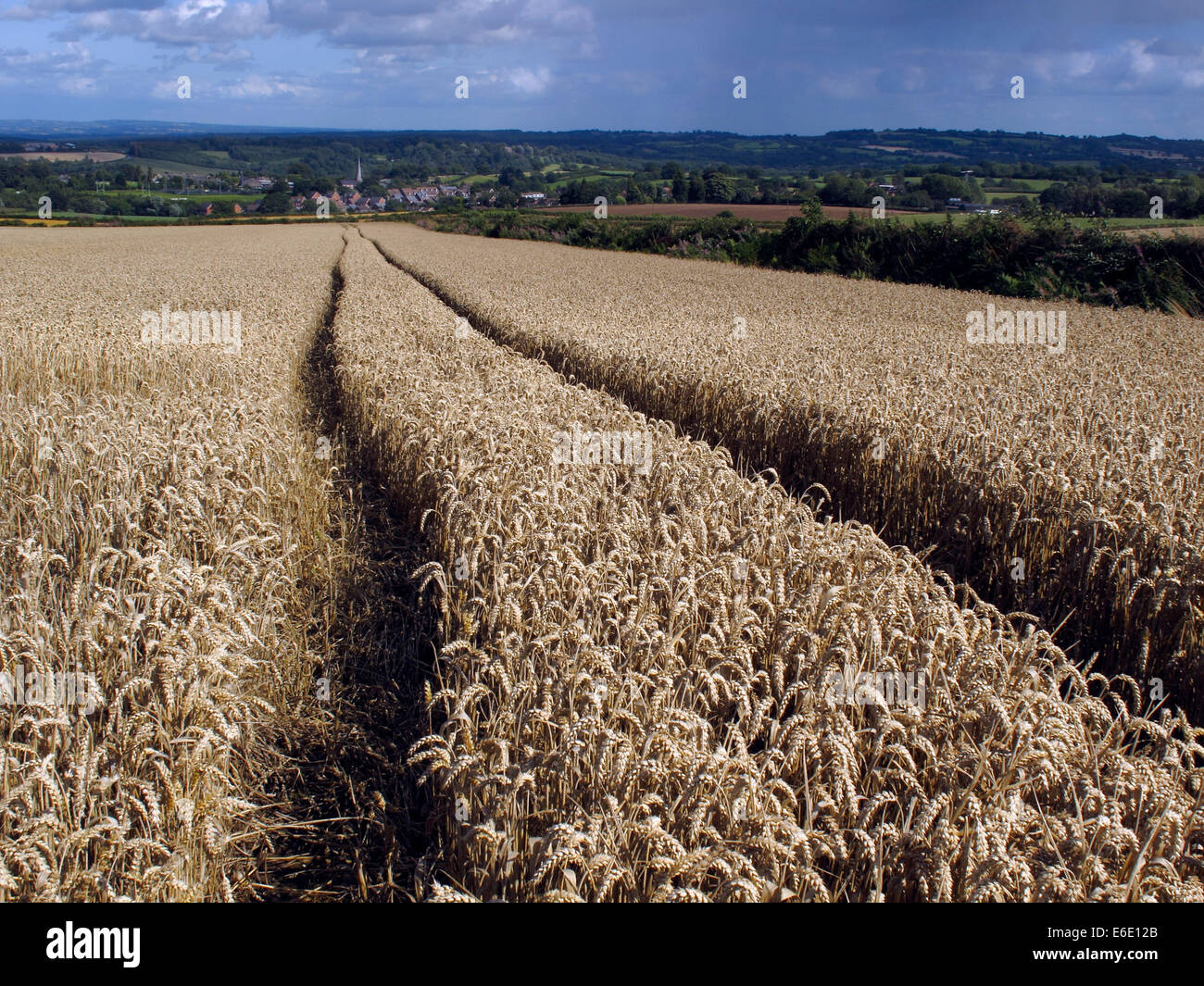 Path through wheatfield hi-res stock photography and images - Alamy