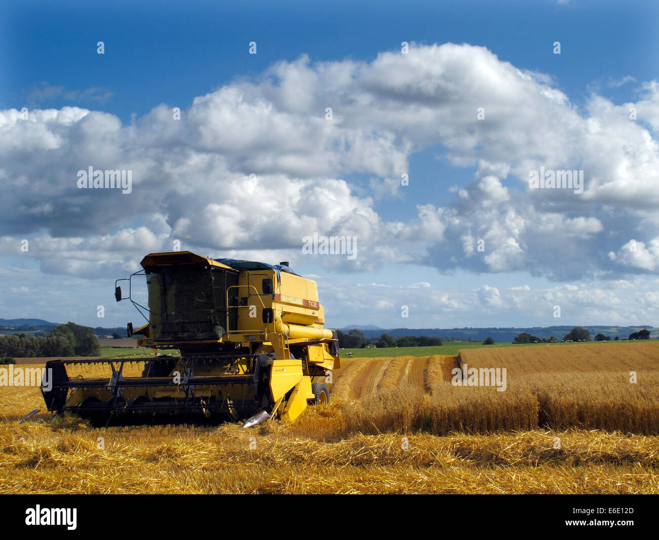 Combine harvester in wheat field, Cleobury Mortimer, England, UK Stock ...