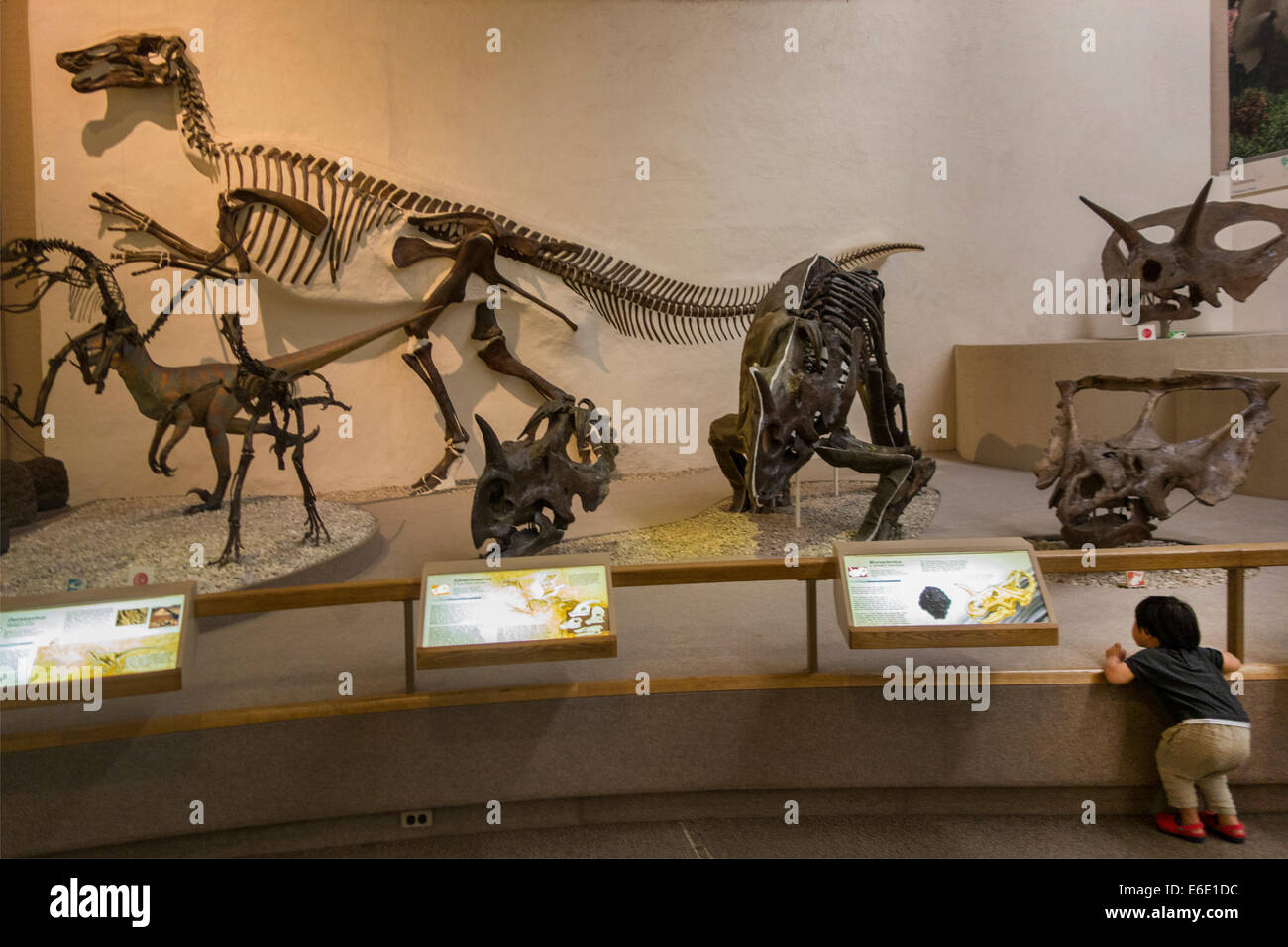 Peabody Museum of Natural History Yale University Stock Photo - Alamy
