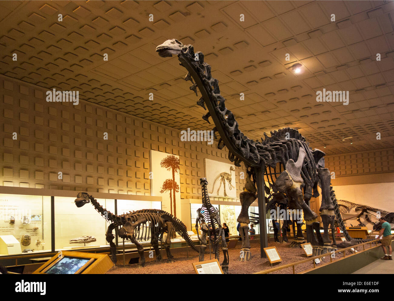 Peabody Museum of Natural History Yale University Stock Photo - Alamy