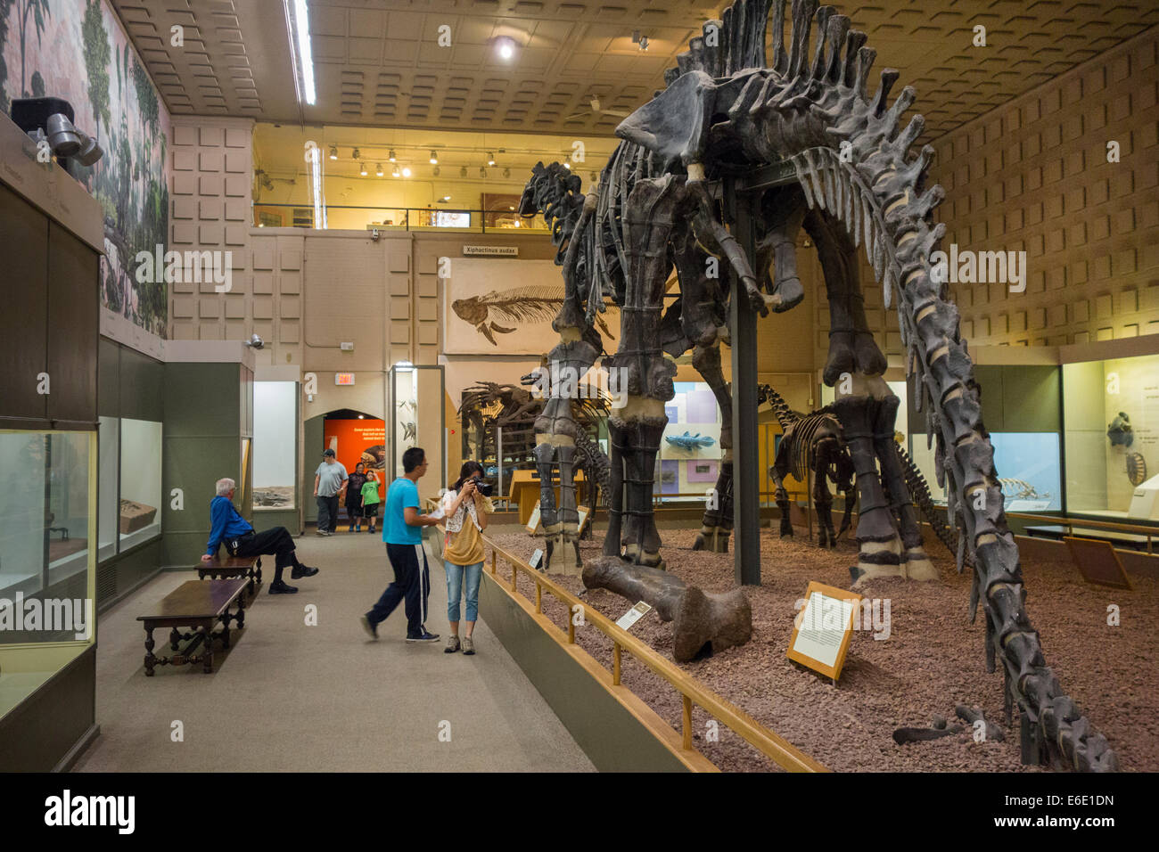 Peabody Museum of Natural History Yale University Stock Photo - Alamy