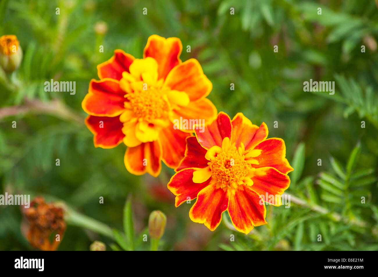 Two red yellow hi-res stock photography and images - Alamy