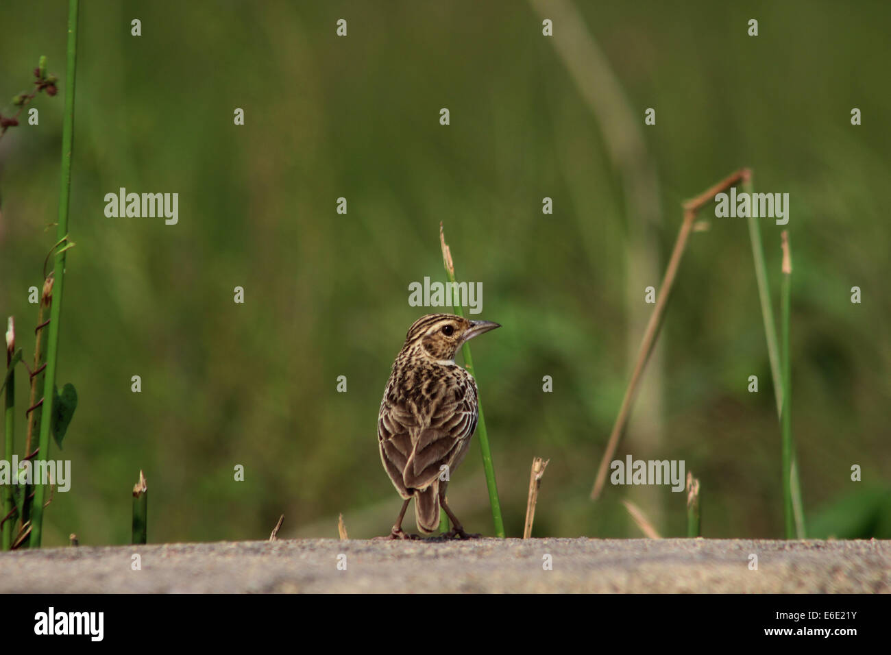 Bird sit in wall Stock Photo - Alamy