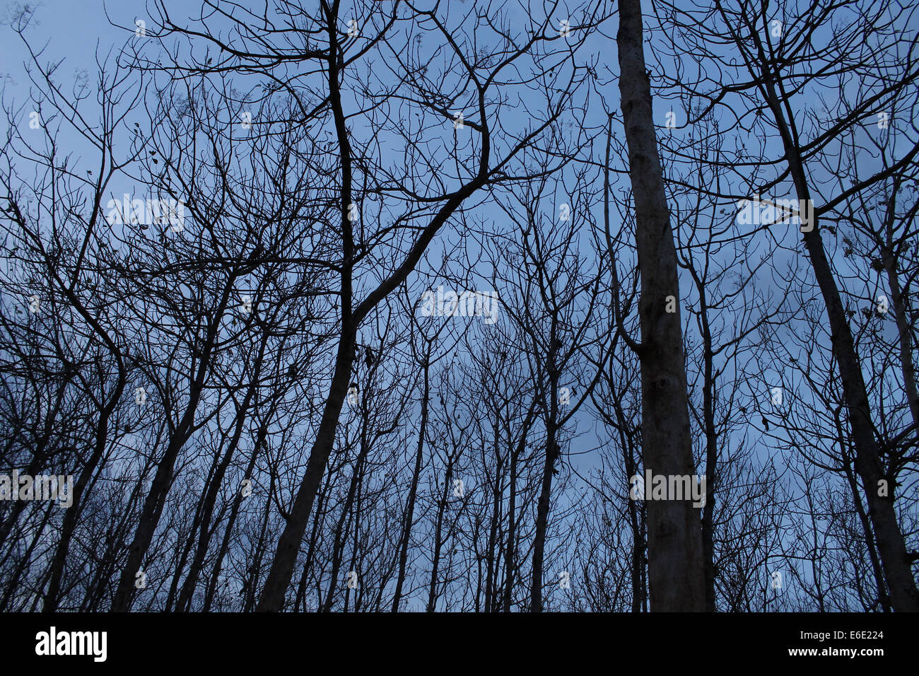 Dense blue hi-res stock photography and images - Alamy