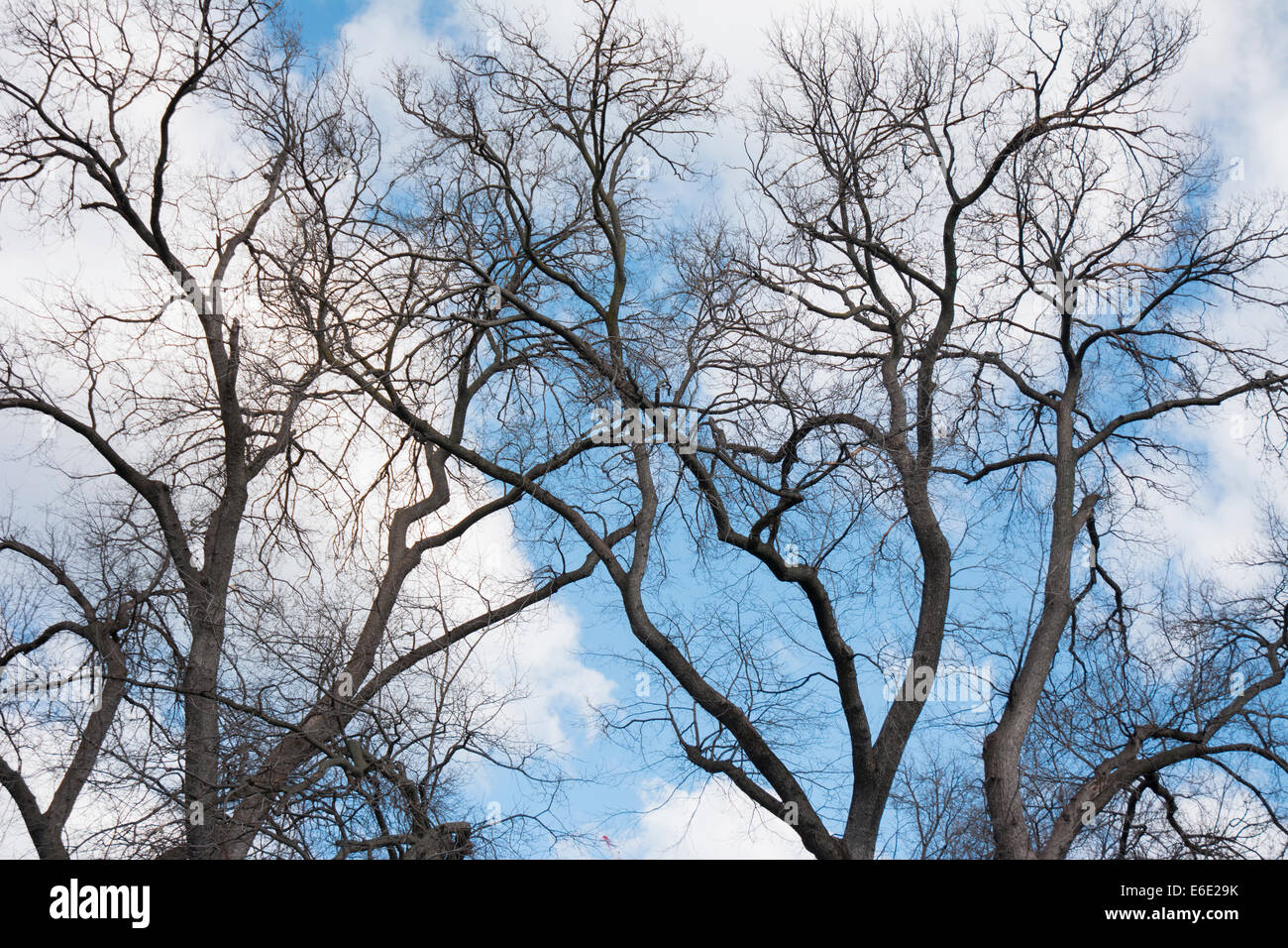 Deciduous tree branches hi-res stock photography and images - Alamy