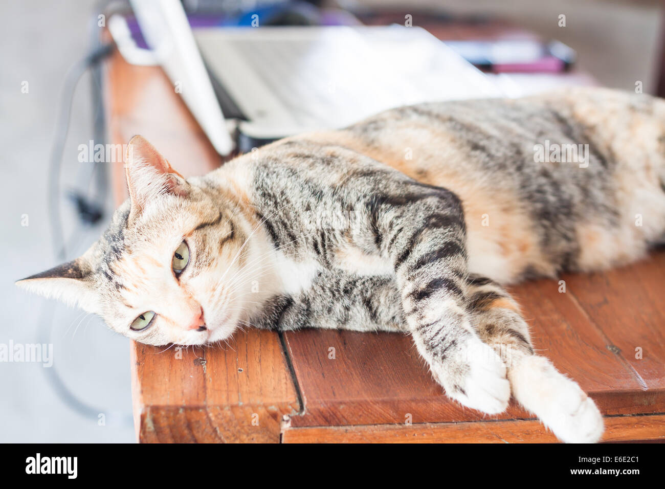 Siamese cat laying down on wooden table, stock photo Stock Photo - Alamy