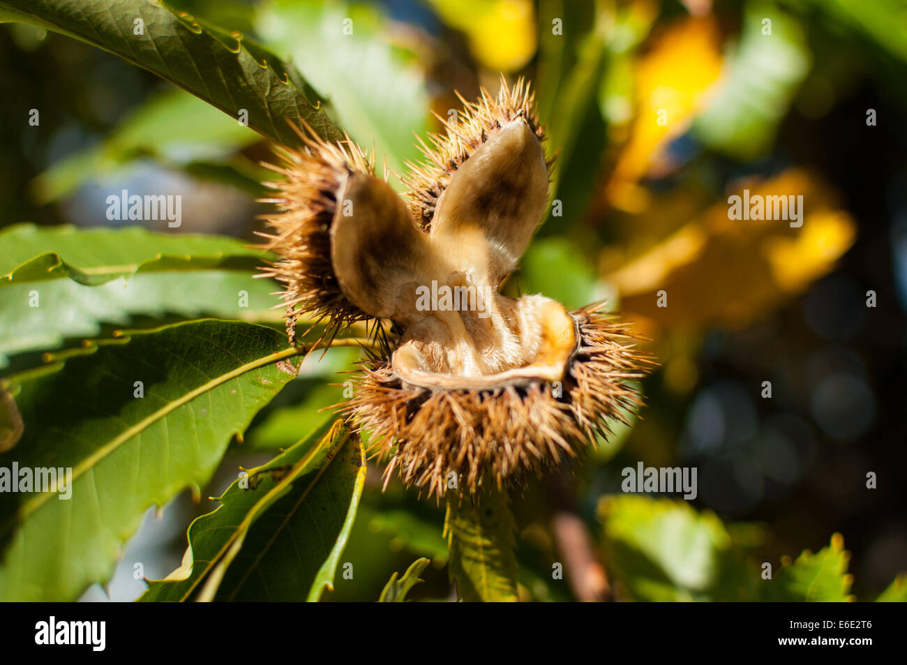 Shell of chestnut Stock Photo - Alamy