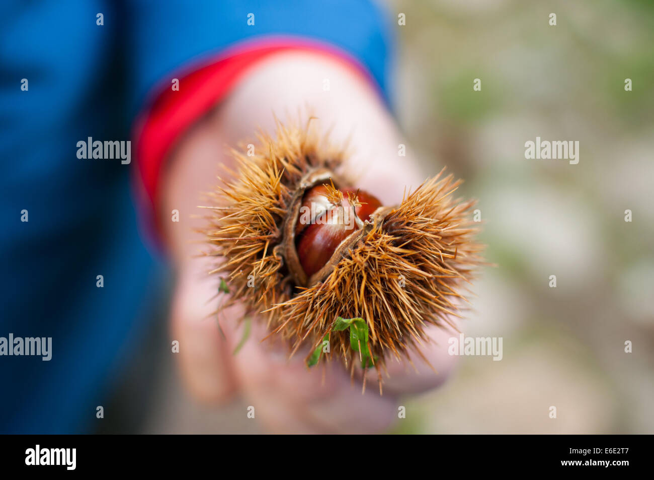Shell of chestnut Stock Photo - Alamy