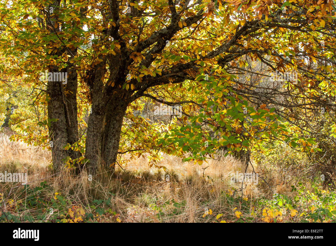 Fading forest hi-res stock photography and images - Alamy