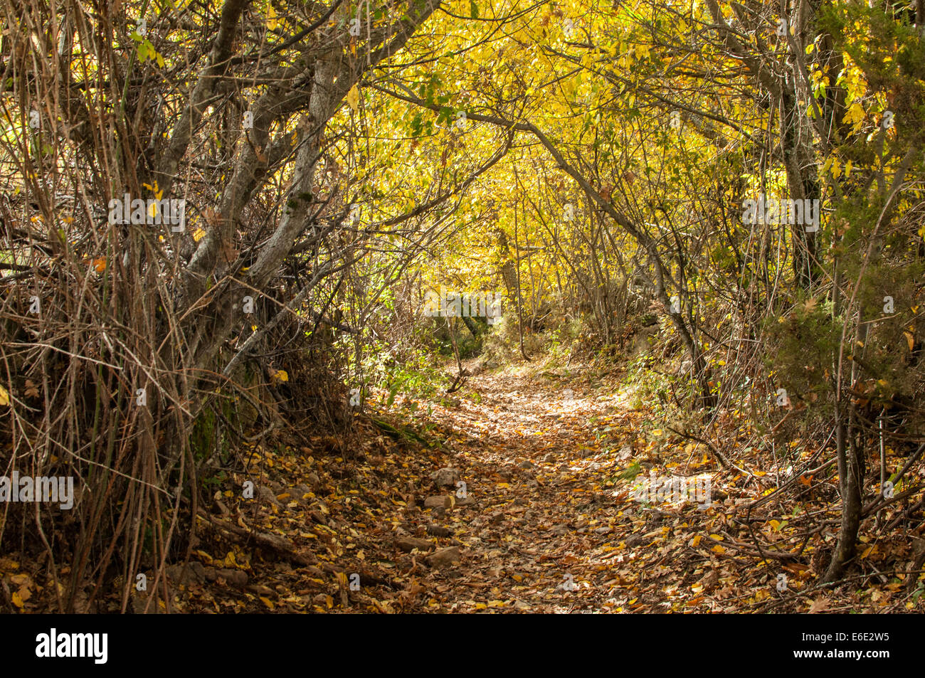 Chestnut forest in autumn Stock Photo - Alamy