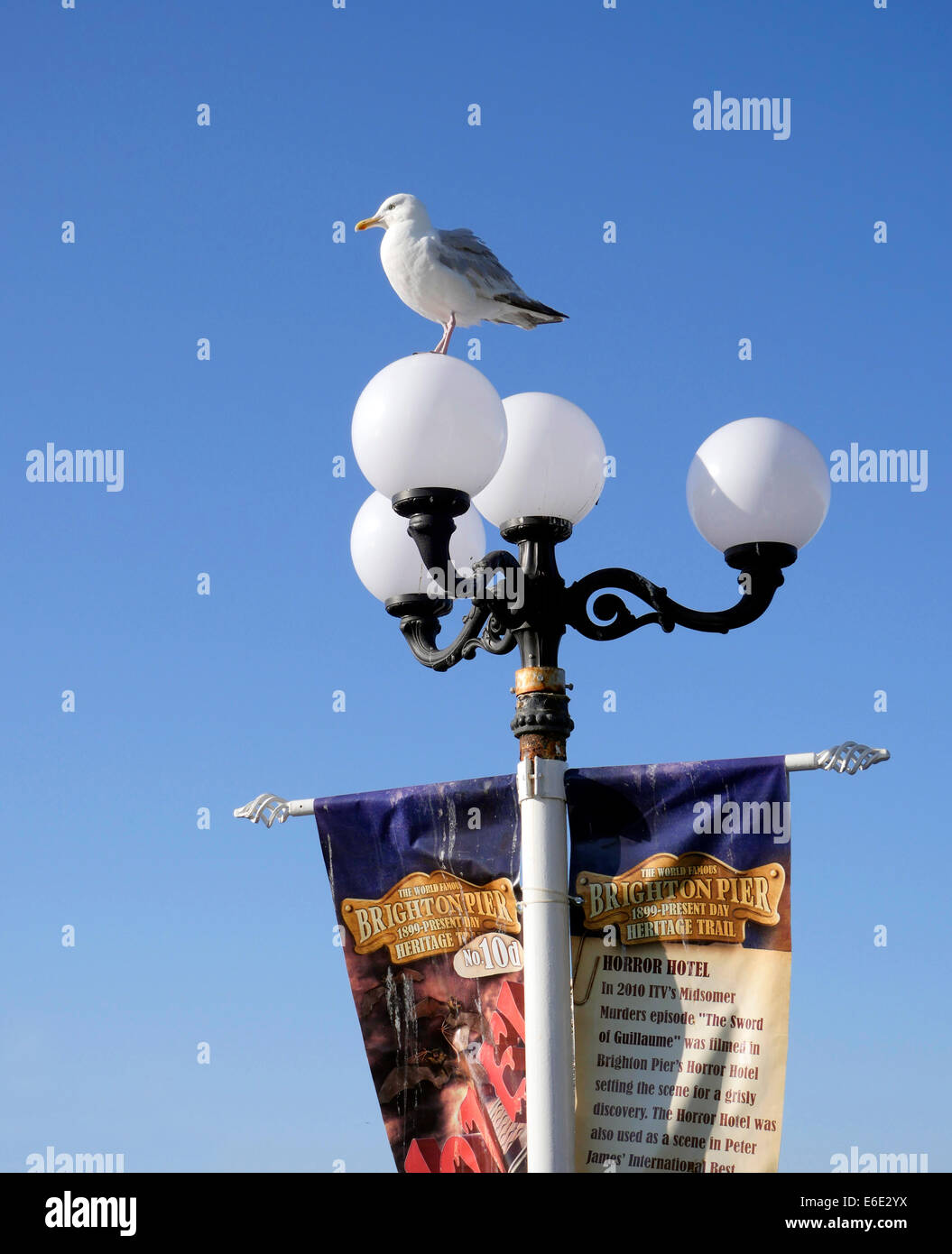 Seagull on lampost and Brighton Pier banners, Brighton Sussexs England ...
