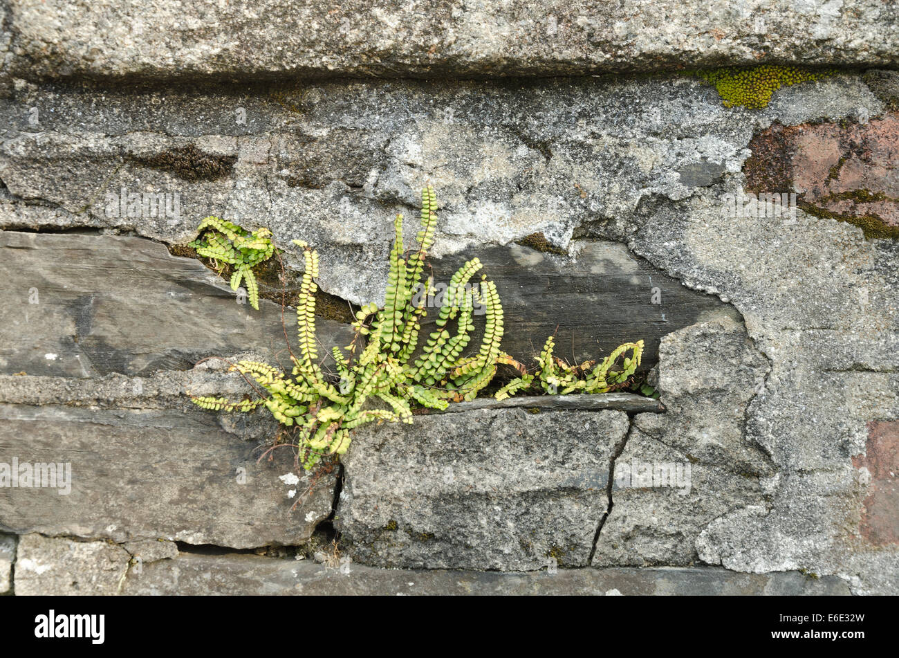Maidenhair Spleenwort making a holdfast on old vertical wall face ...