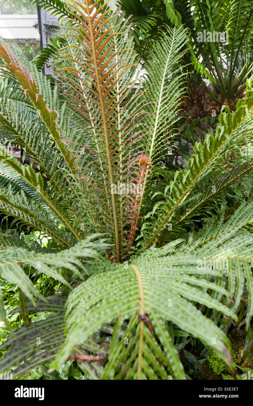 Red Brazilian tree fern plant (Blechnum brasiliense Stock Photo - Alamy