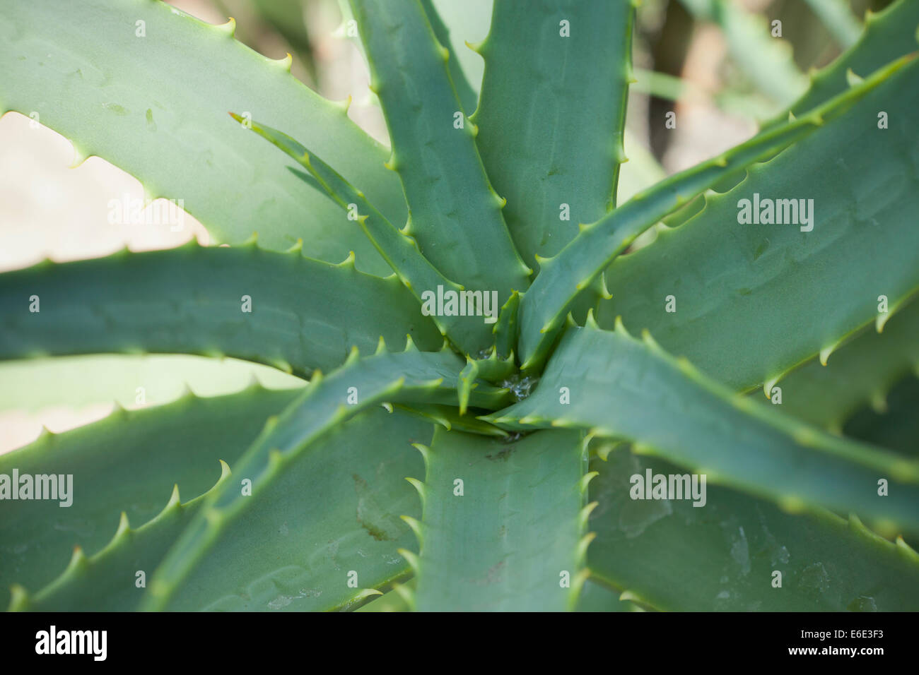 Aloe mutabilis native to South Africa Stock Photo - Alamy