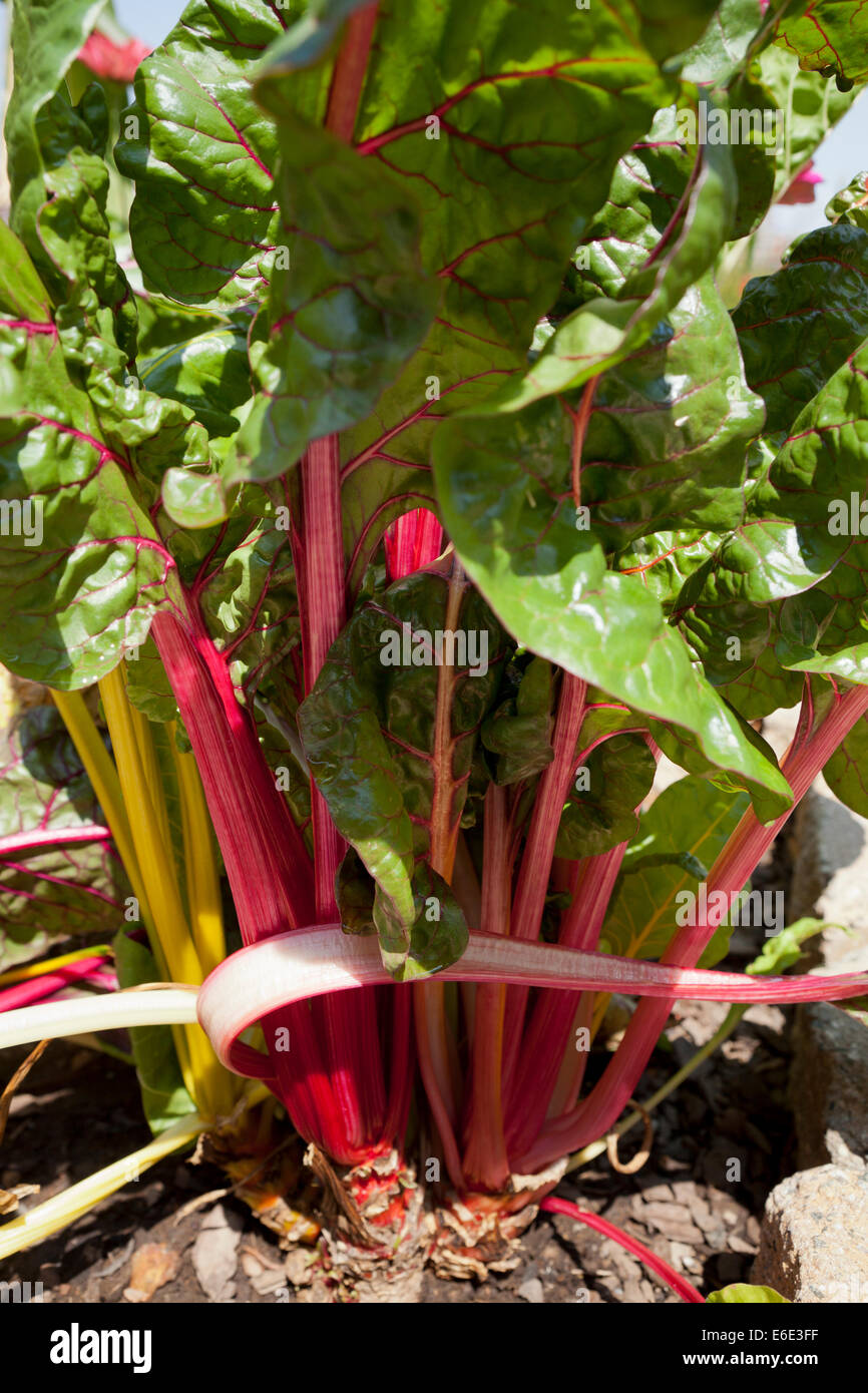 Swiss chard growing in garden - USA Stock Photo - Alamy