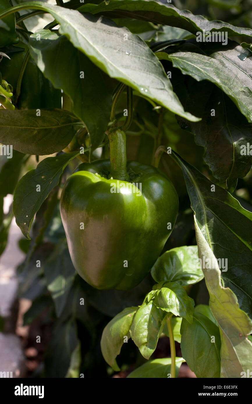 Green bell pepper on plant (capsicum annuum) - USA Stock Photo - Alamy