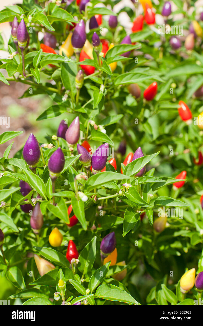 Ornamental pepper (Capsicum Annuum Prairie Fire) plant - USA Stock ...