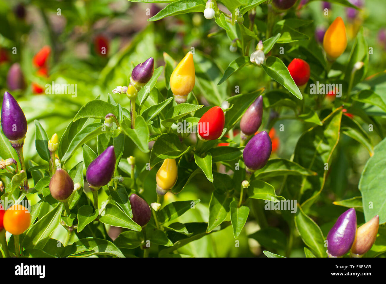 Ornamental pepper (Capsicum Annuum Prairie Fire) plant - USA Stock ...