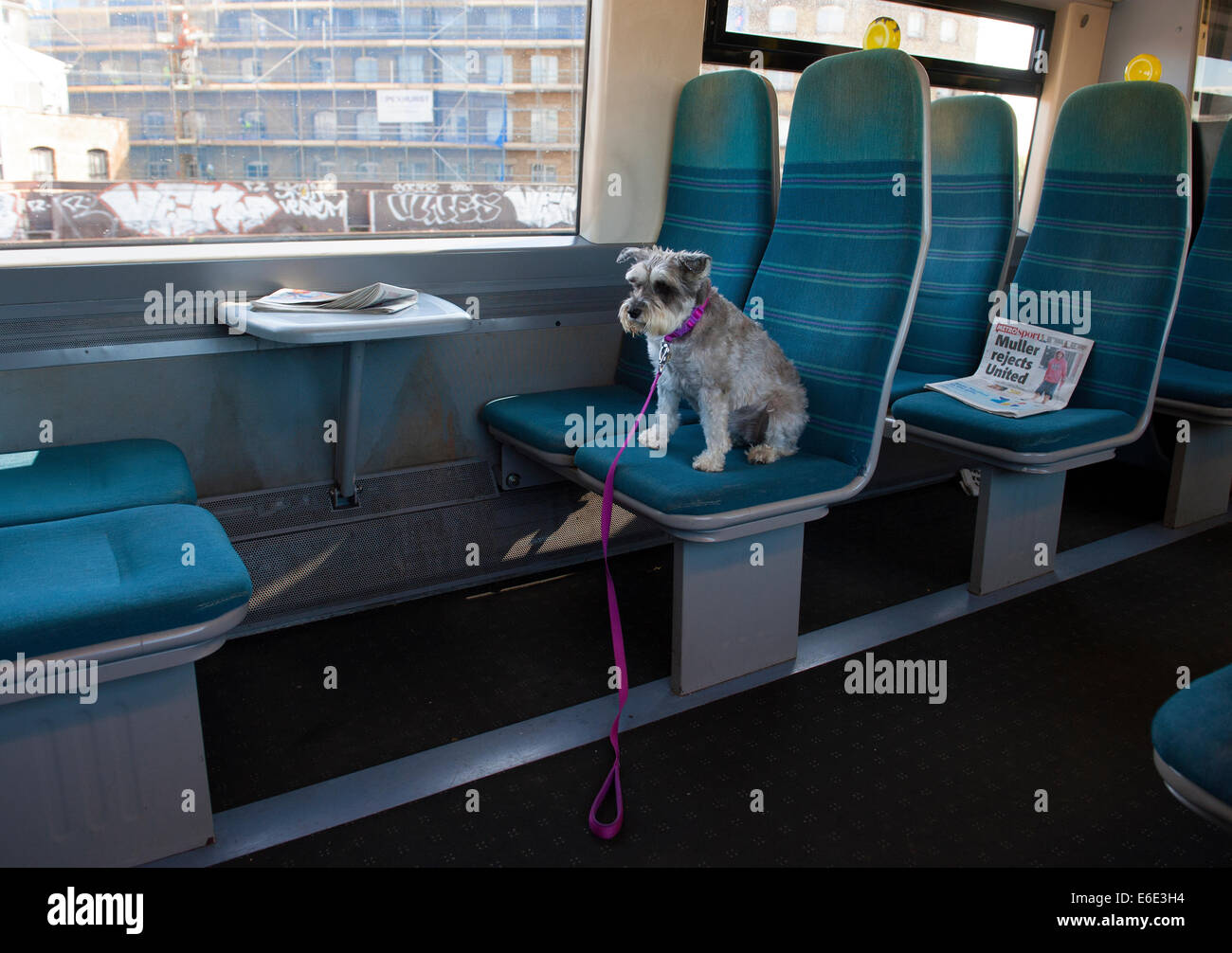 Can Dogs Sit On Train Seats
