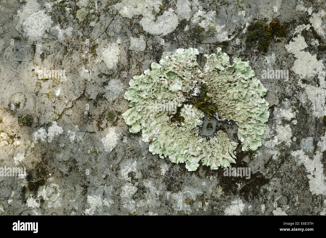 Foliose leafy lichen round ring patch patches invasion on limestone old ...