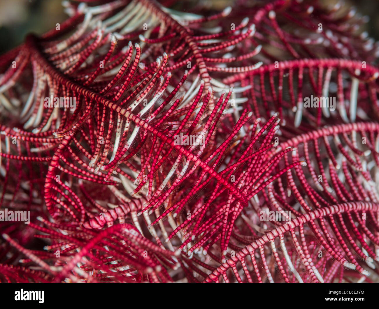 Detail of a feather star Stock Photo - Alamy
