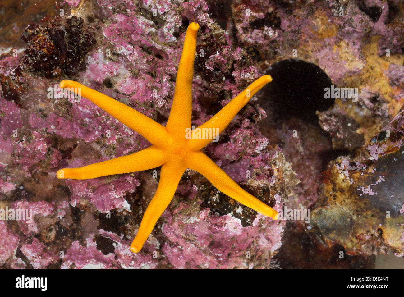 Henricia High Resolution Stock Photography and Images - Alamy