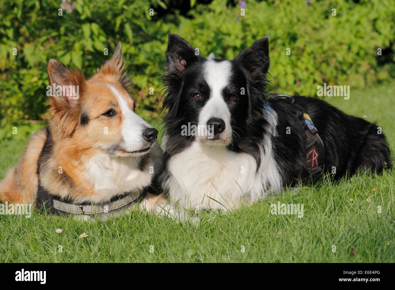 Two Border Collies lying next to each other in the grass Stock Photo ...