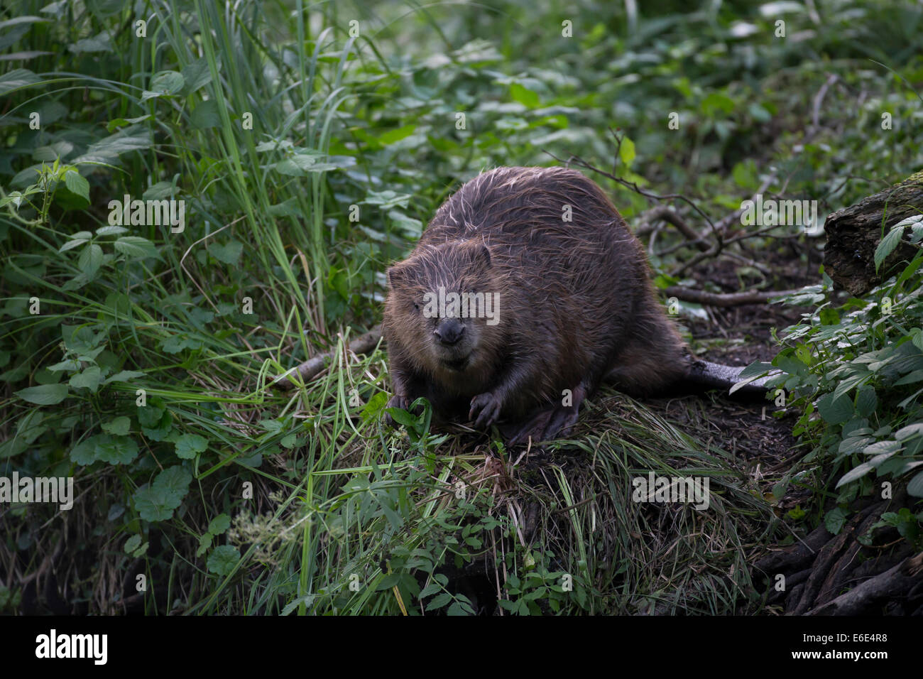 Eurasian beaver, European beaver, Beaver, Europäischer Biber, Altwelt ...