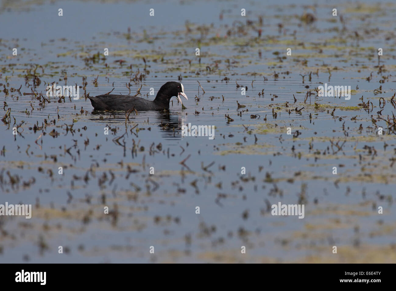 Bald Coot High Resolution Stock Photography and Images - Alamy