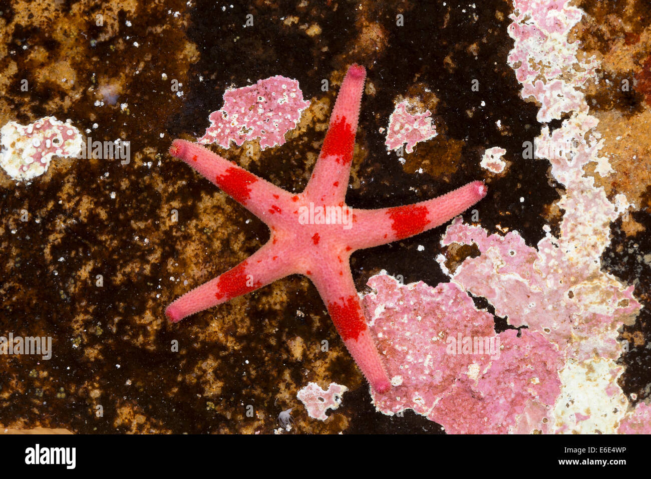 Blood Starfishes High Resolution Stock Photography and Images - Alamy