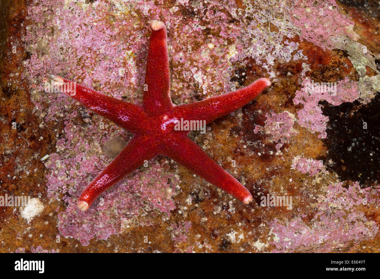 Atlantic Blood Star, Slender sea star, Bloody Henry, Blood starfish ...