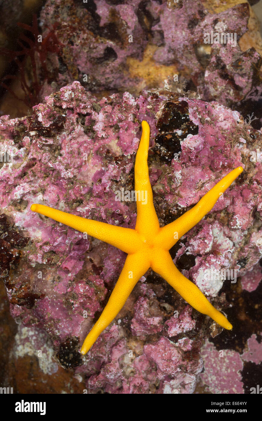 Atlantic Blood Star, Slender sea star, Bloody Henry, Blood starfish ...