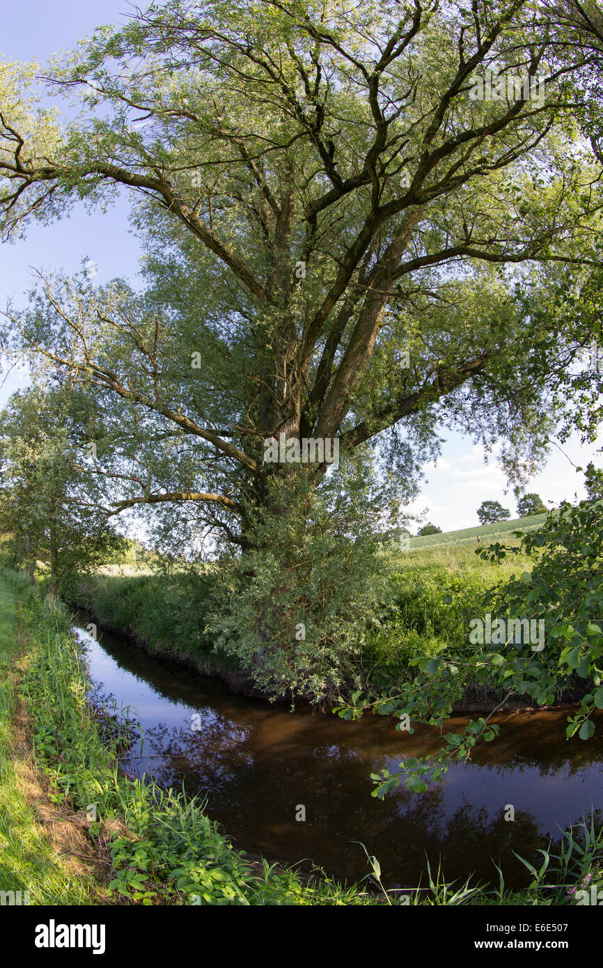 rivulet, brook, willow, Bach, Bachlauf, Bille, Schleswig-Holstein ...