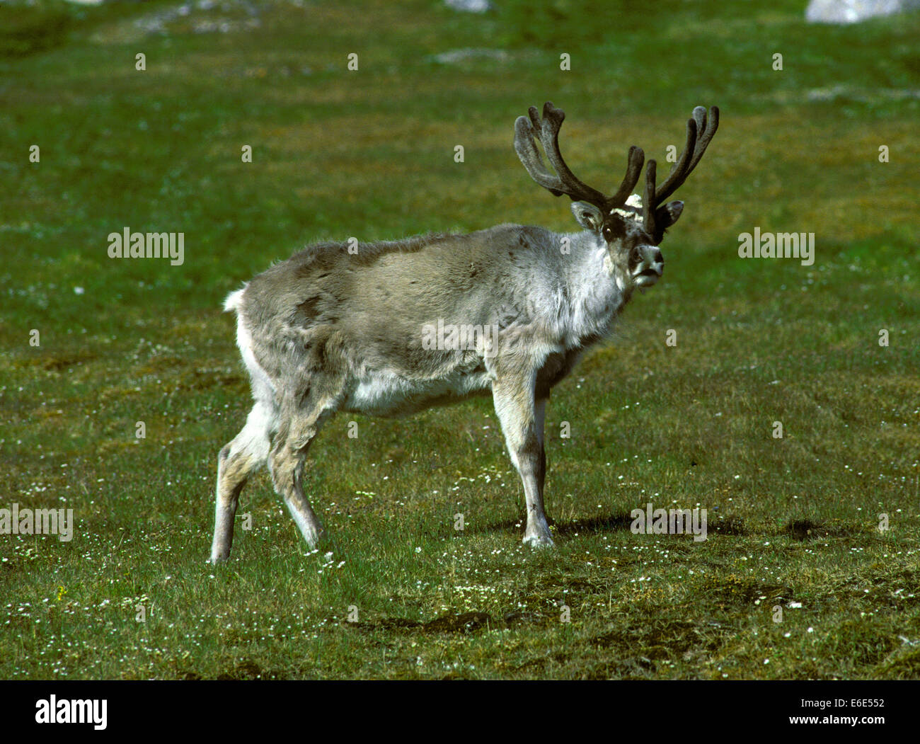 Reindeer - Rangifer tarandus Stock Photo - Alamy