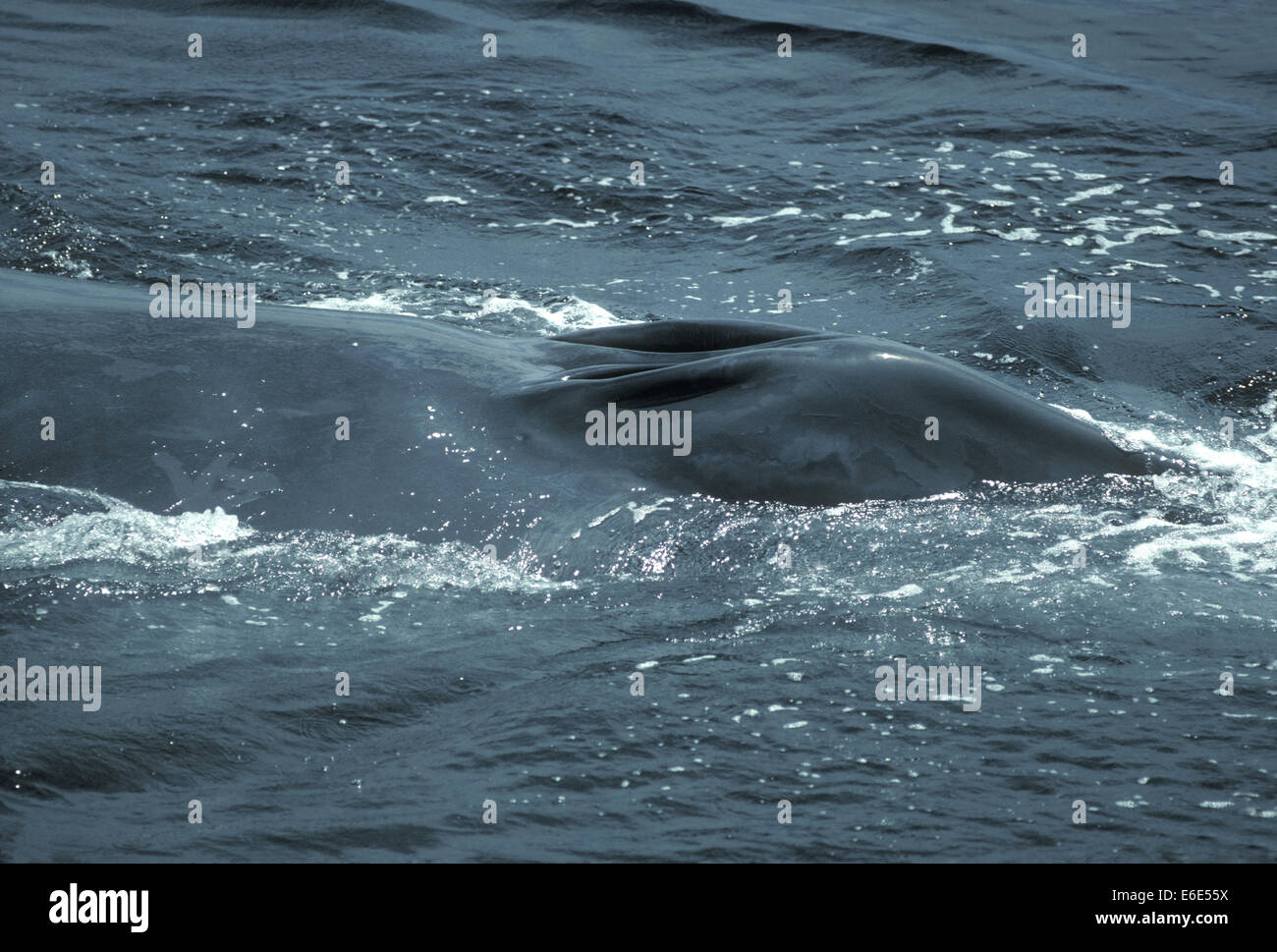 Blue Whale - Balaenoptera musculus Stock Photo - Alamy