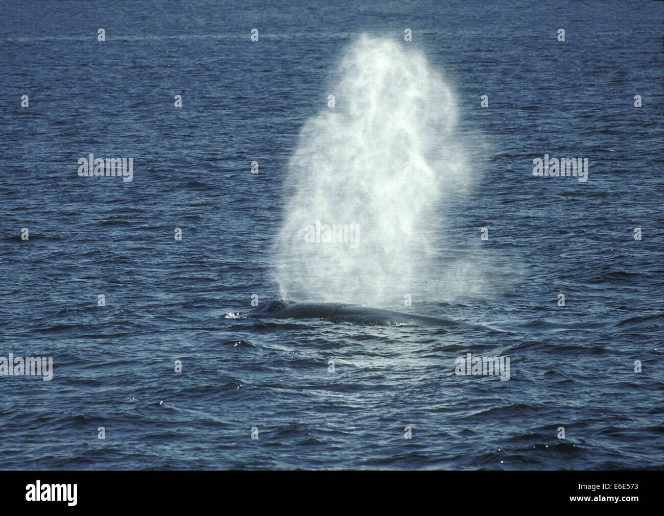 Blue Whale - Balaenoptera musculus Stock Photo - Alamy