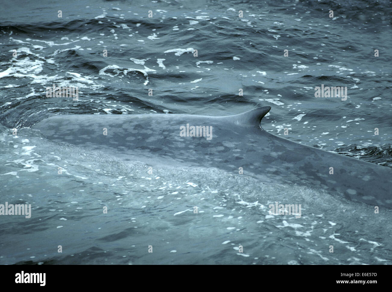 Blue Whale - Balaenoptera musculus Stock Photo - Alamy
