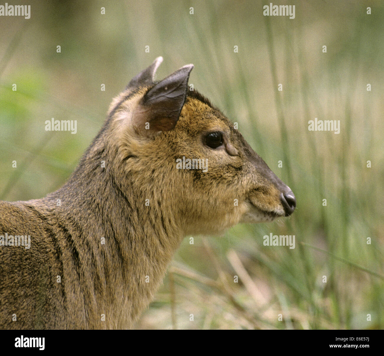 Muntiacus reevesi close hi-res stock photography and images - Alamy