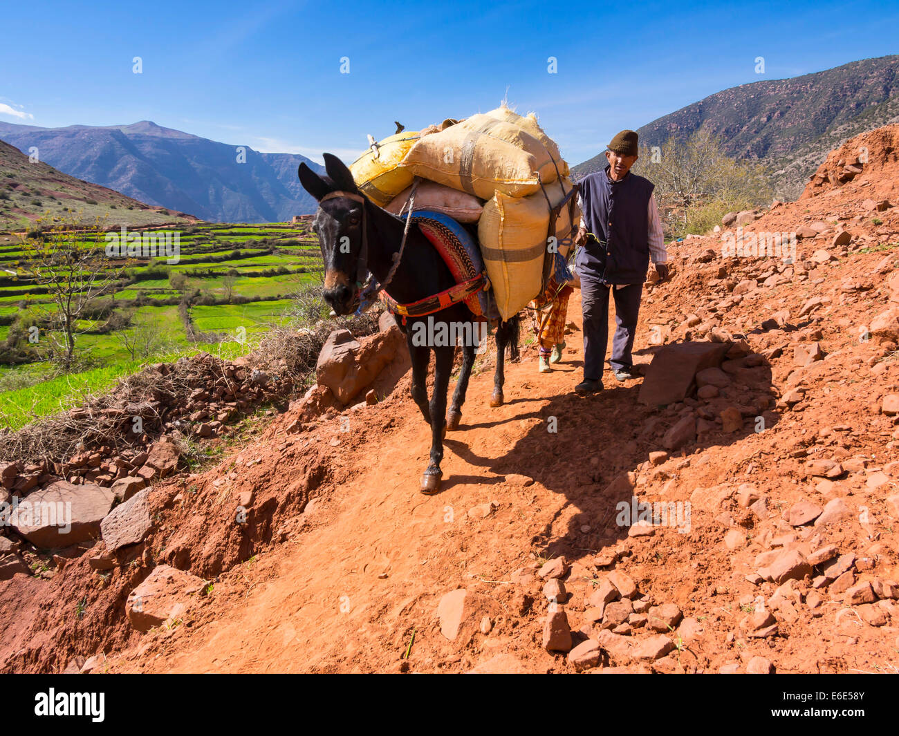 Man with a burro or pack mule carrying a heavy load on a path in the ...