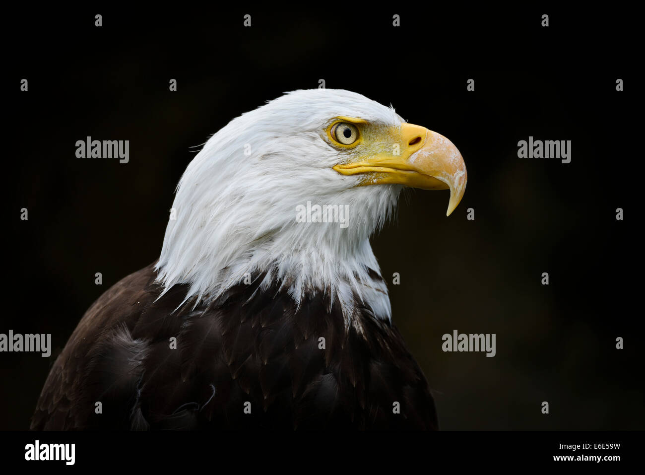 Falconry castle hi-res stock photography and images - Alamy