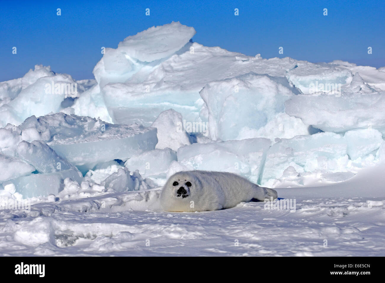 Harp Seal or Saddleback Seal (Pagophilus groenlandicus, Phoca groenlandica) pup on pack ice ...