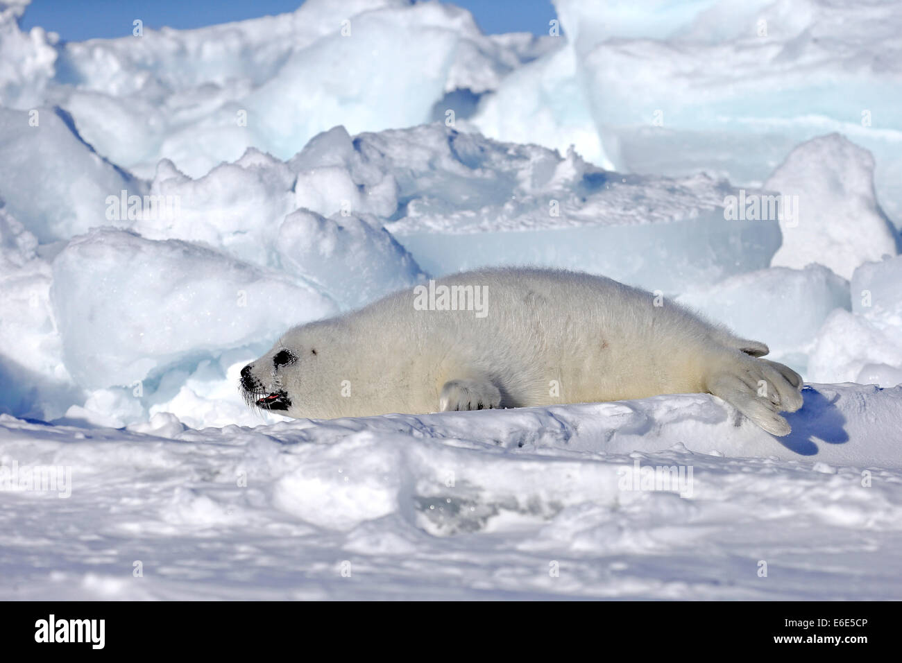 Harp Seal or Saddleback Seal (Pagophilus groenlandicus, Phoca groenlandica) pup resting on pack ...