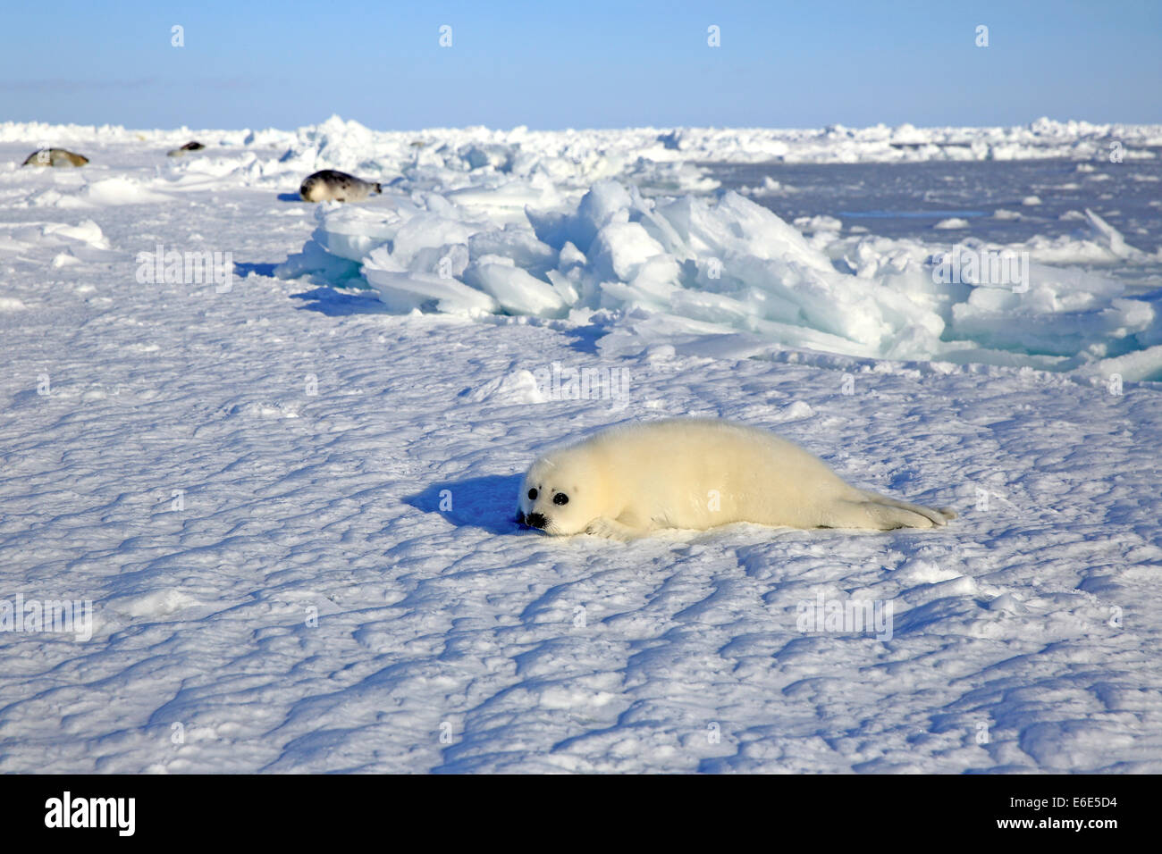 Harp Seal or Saddleback Seal (Pagophilus groenlandicus, Phoca groenlandica) pup on pack ice ...